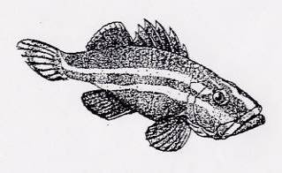 Login | Ageless Animals